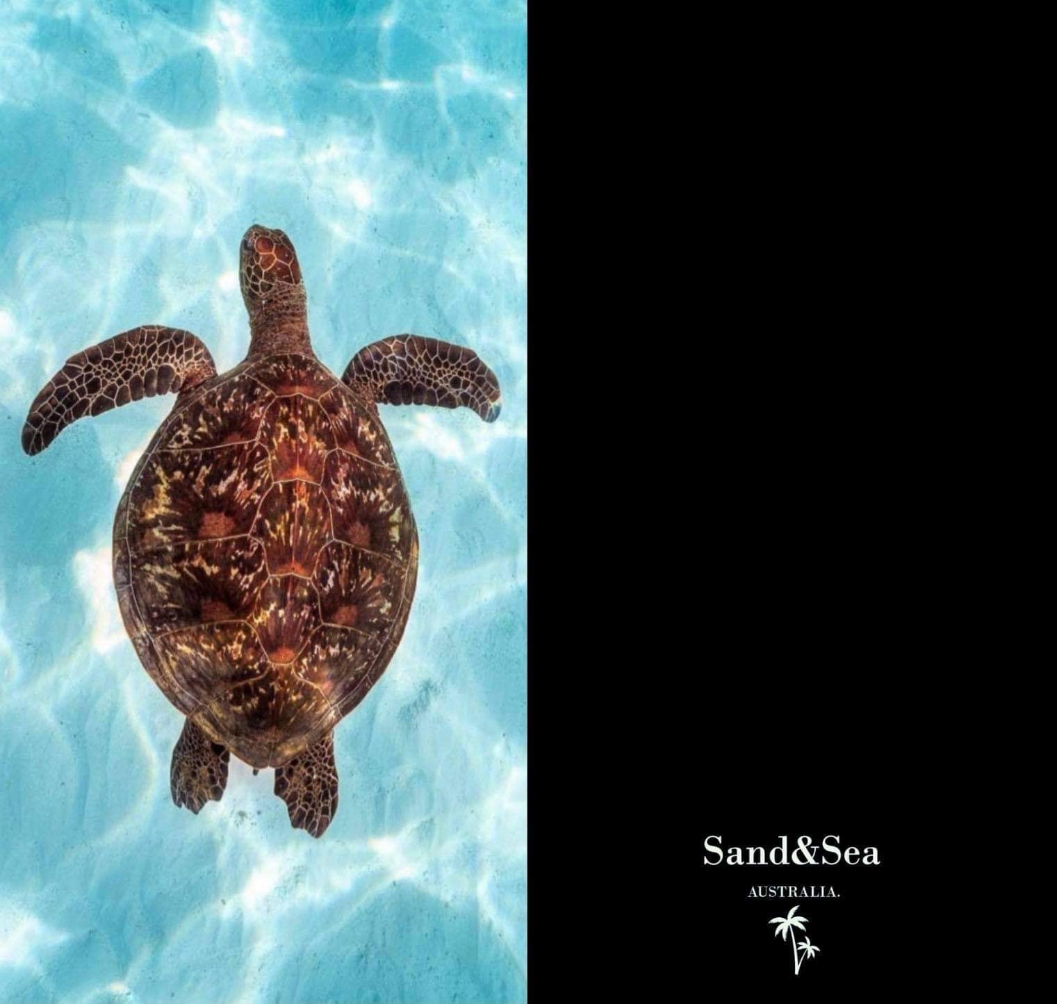 Coral Bay Turtle – Sand&Sea Australia