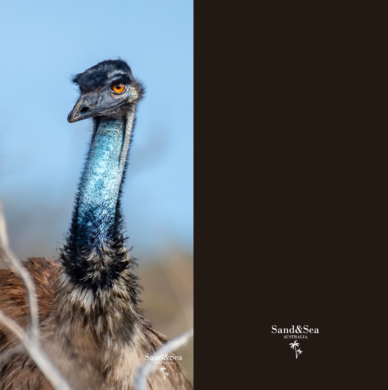 Exmouth Emu – Sand&Sea Australia